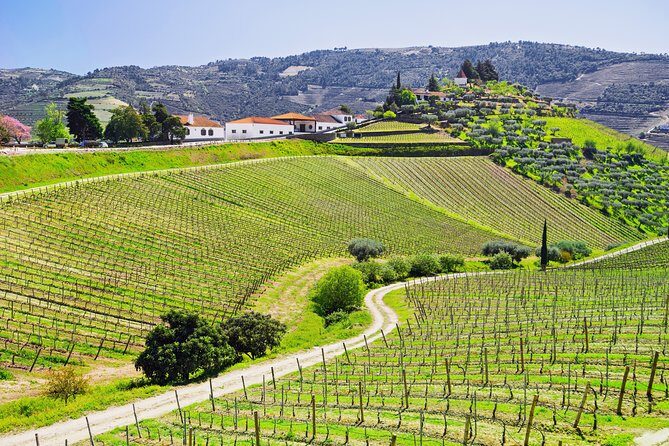 Douro Valley private day tour from Porto